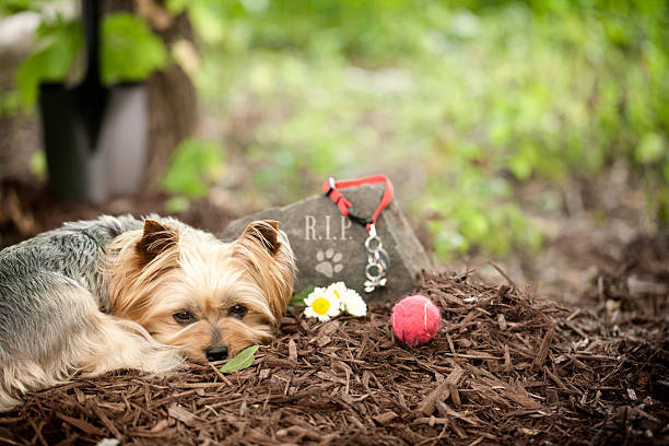 A Step By Step Guide to Planning a Meaningful Dog Funeral Service Oaktree Memorials