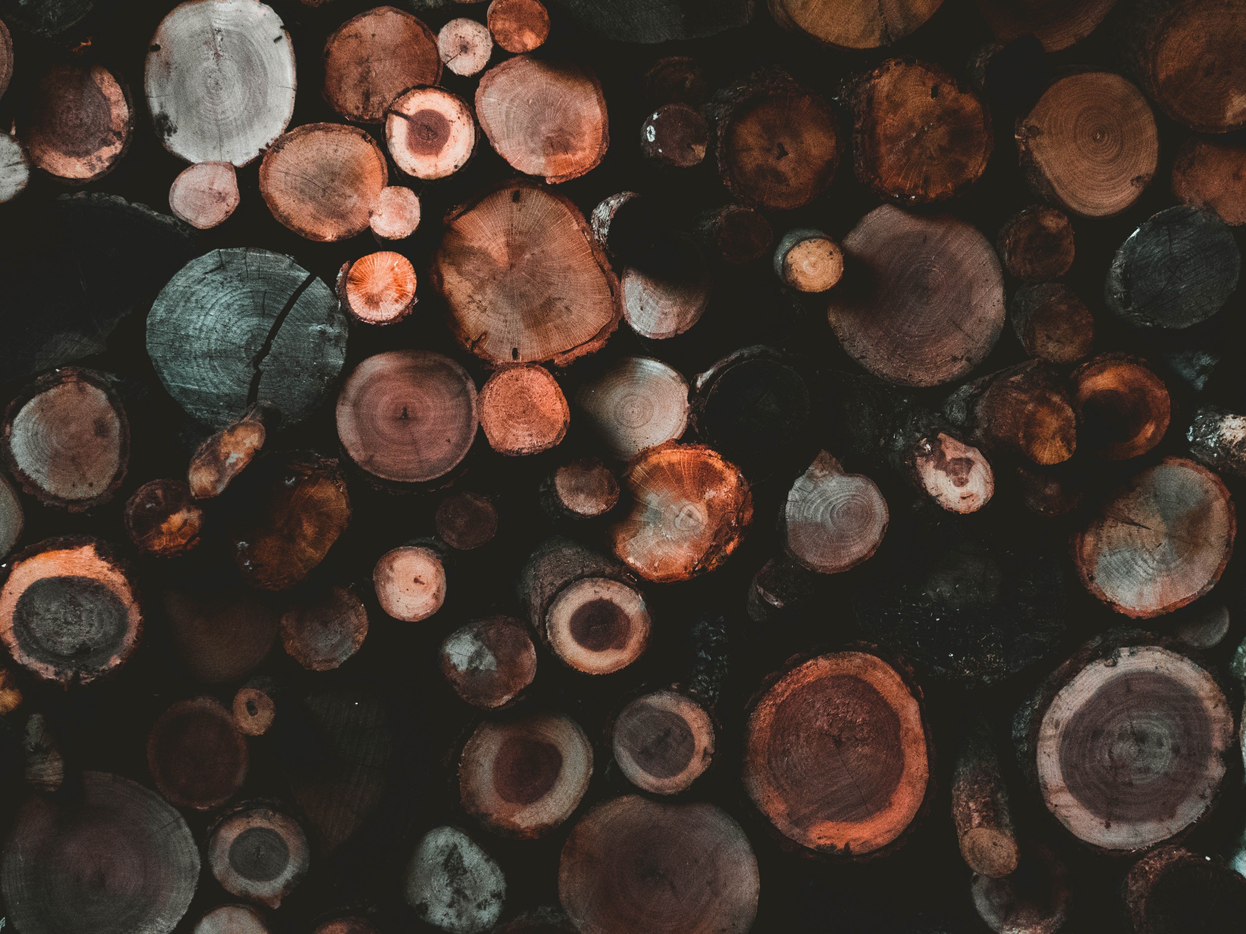 What is Sustainably Sourced Wood? A Dive into Sustainable Products ...