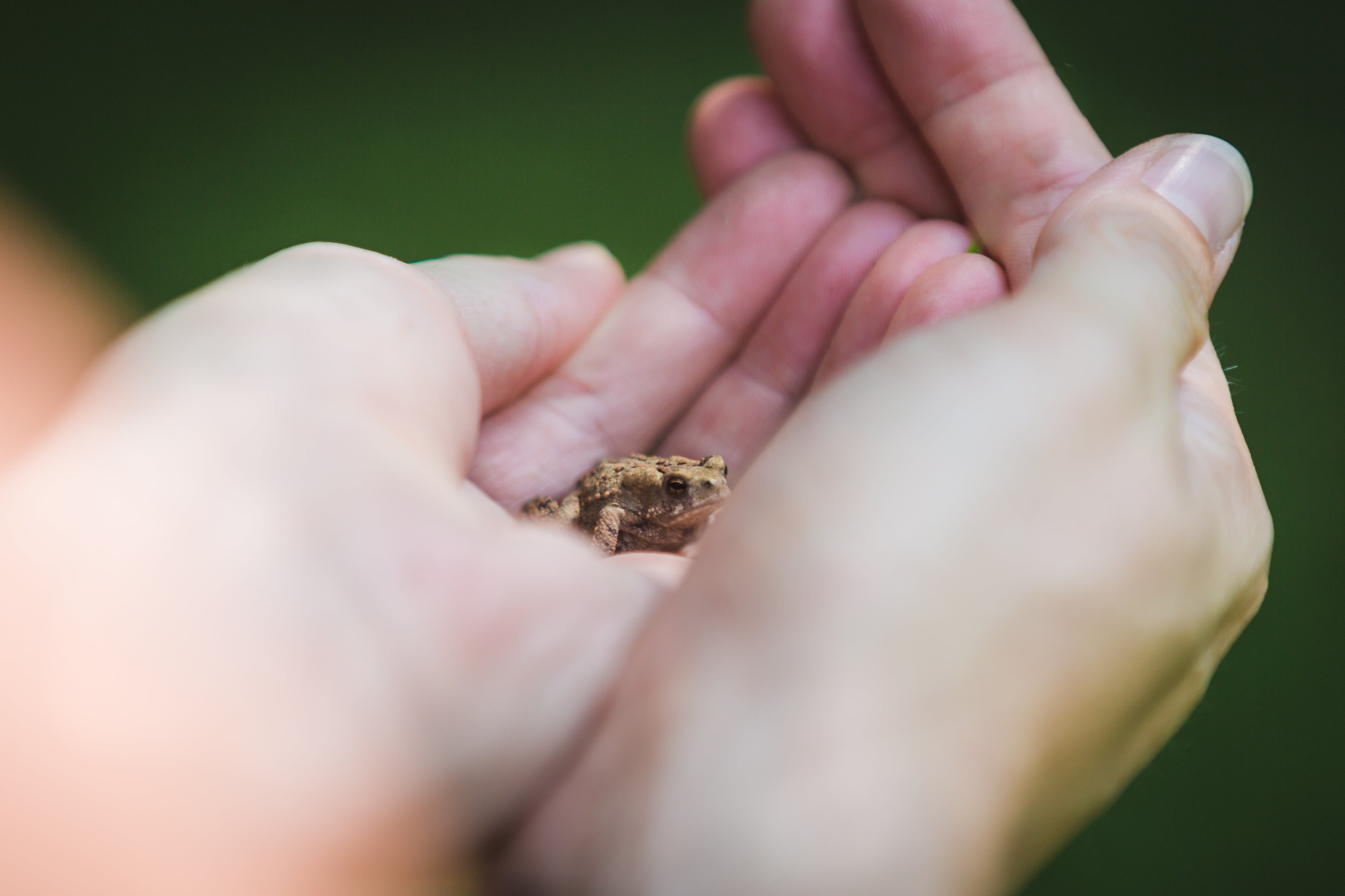 A Guide to Frog Cremation Urns: Exploring the Types of Urns – Oaktree ...